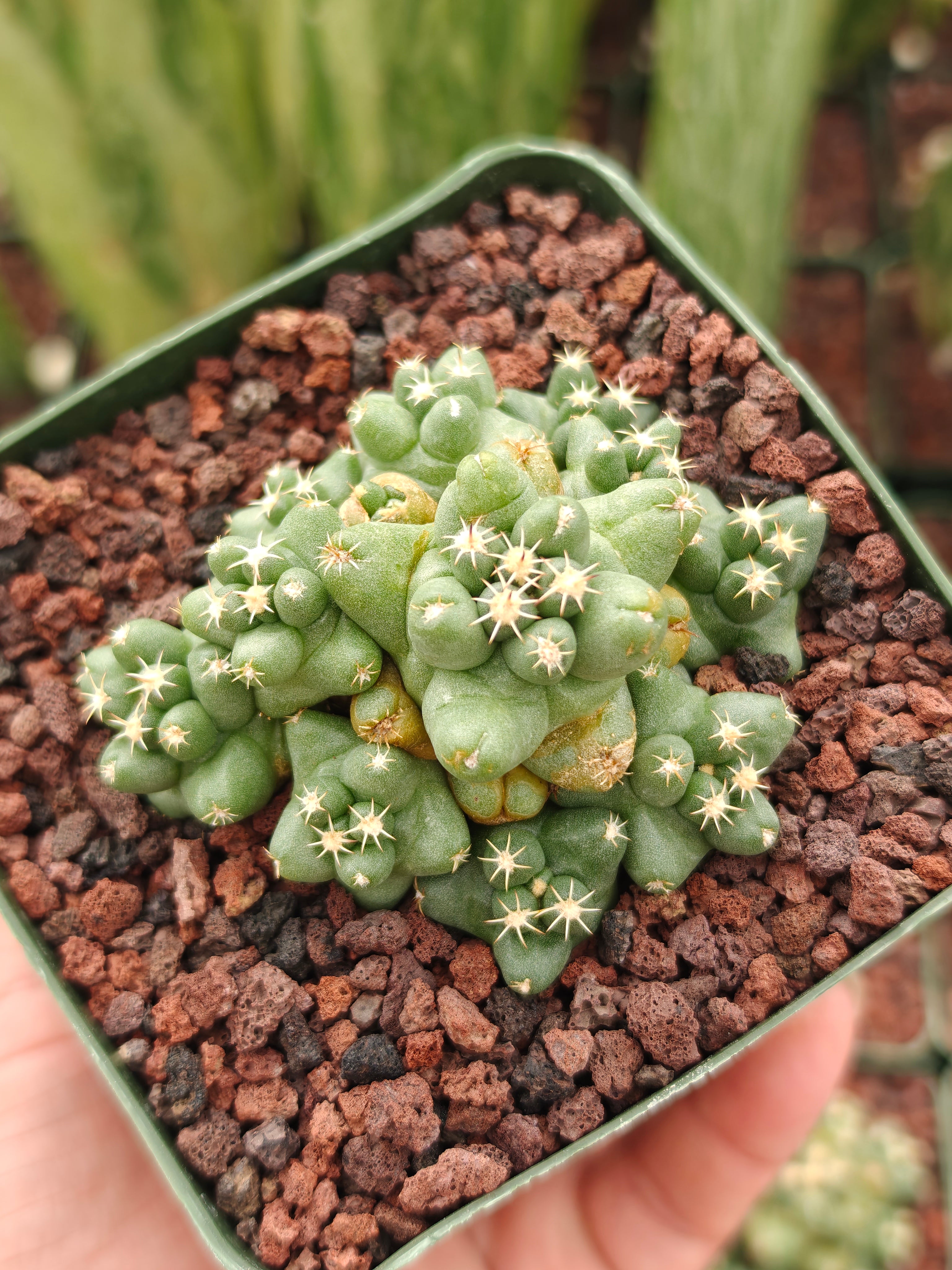 Coryphantha runyonii 'Viola' – Thorn Oasis